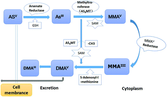 A review of arsenic exposure and lung cancer - Toxicology Research (RSC ...