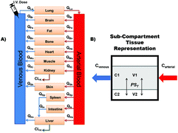 Revisiting a physiologically based pharmacokinetic model for cocaine ...