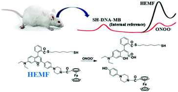 Real-time monitoring of peroxynitrite (ONOO−) in the rat brain by ...