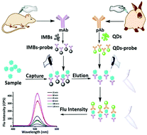 Ultrasensitive detection of H. pylori in human feces based on ...