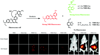 A near-infrared Nile red fluorescent probe for the discrimination of ...