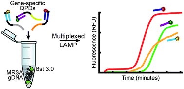 Demonstration of a quantitative triplex LAMP assay with an improved ...