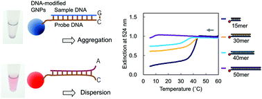 Characterizing the non-crosslinked aggregation of DNA-modified gold ...