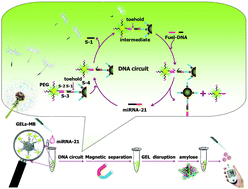 A dandelion-like liposomes-encoded magnetic bead probe-based toehold ...