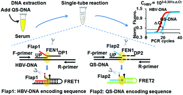 Sequence-encoded quantitative invader assay enables highly sensitive ...