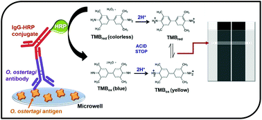 Electrochemical enzyme-linked immunosorbent assay (e-ELISA) for ...