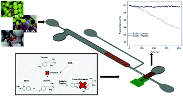 Microfluidic device for the point of need detection of a pathogen ...