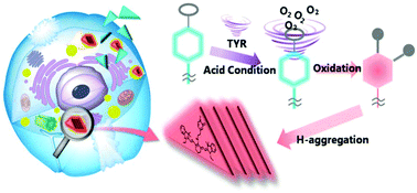 A colorimetric and near -infrared ratiometric fluorescent probe for the ...