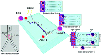 A Dean-flow-coupled interfacial viscoelastic fluid for microparticle ...