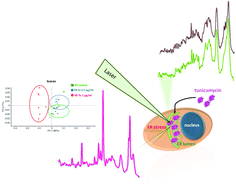 Tunicamycin induced endoplasmic reticulum changes in endothelial cells ...