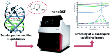 Screening of DNA G-quadruplex stabilizing ligands by nano differential ...