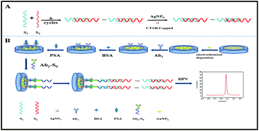 DNA concatemer-silver nanoparticles as a signal probe for ...
