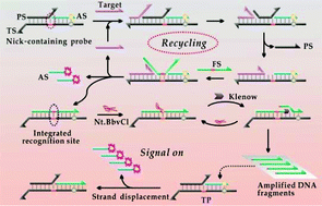 A catalytic DNA circuit-programmed and enzyme-powered autonomous DNA ...