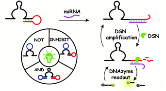 The construction of DNAzyme-based logic gates for amplified microRNA ...