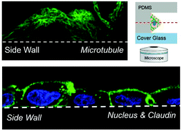 A simple microfluidic device for live-imaging of the vertical section ...