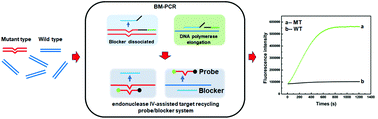 Branch migration-based polymerase chain reaction combined with ...