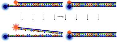 Fluorophore-quencher interactions effect on hybridization ...