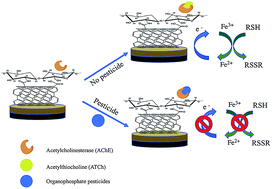 Disposable electrochemical biosensor based on surface-modified screen ...
