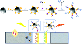 A signal amplifying fluorescent nanoprobe and lateral flow assay for ...