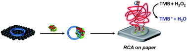 Graphene oxide-circular aptamer based colorimetric protein detection on ...