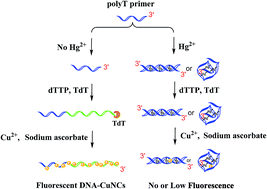 DNA-templated copper nanoclusters obtained via TdT isothermal nucleic ...