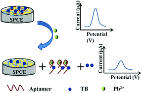 An electrochemical aptasensor for detection of lead ions using a screen ...