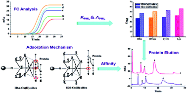 Study on the affinity characteristics of proteins on the immobilized ...
