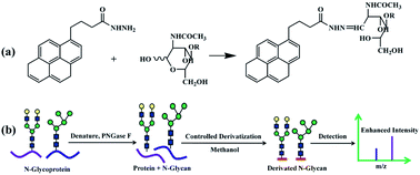 Chemical derivatization coupled with matrix assisted laser desorption ...