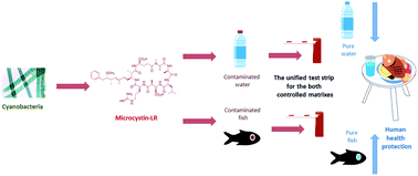 Immunochromatographic tests for the detection of microcystin-LR toxin ...