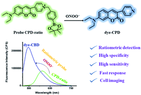 A novel ratiometric fluorescent probe for highly sensitive and ...