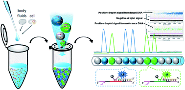 Precise quantitation and sensitive detection of copy number within ...