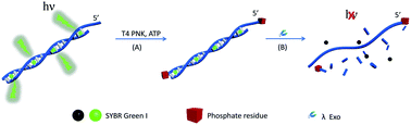 Label-free fluorescence assay coupled exonuclease reaction and SYBR ...