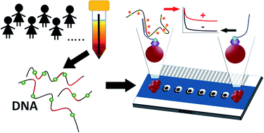 Application of an electrochemical LAMP-based assay for screening of ...