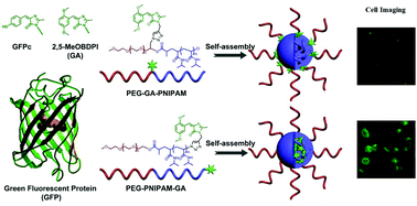 Site-dependent fluorescence enhanced polymers with a self-restricted ...