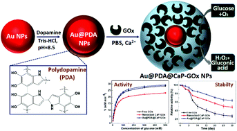 Polydopamine-mediated synthesis of core–shell gold@calcium phosphate ...