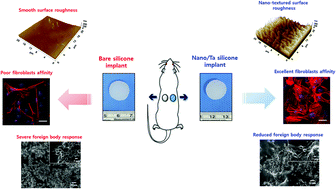Reduced fibrous capsule formation at nano-engineered silicone surfaces ...
