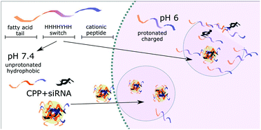 Enhancement of siRNA transfection by the optimization of fatty acid ... Enhancement of siRNA transfection by the optimization of fatty acid ...