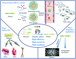 Immobilized Candida antarctica lipase B catalyzed synthesis of ...