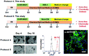 Efficient differentiation of human ES and iPS cells into cardiomyocytes ...