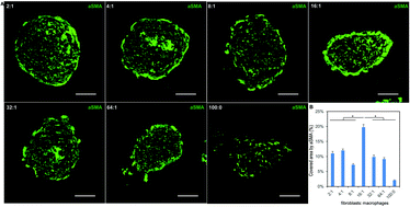 Human fibroblast-macrophage tissue spheroids demonstrate ratio ...