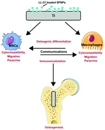 Regulation of MSC and macrophage functions in bone healing by peptide ...
