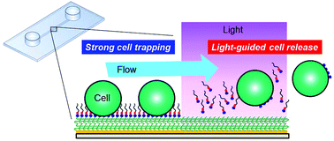 Photo-responsive materials with strong cell trapping ability for light ...