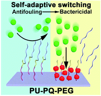 Self-adaptive antibacterial surfaces with bacterium-triggered ...