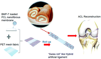 “Swiss roll”-like bioactive hybrid scaffolds for promoting bone tissue ingrowth and tendon-bone ...