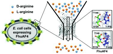 Chiral separation of d/l-arginine with whole cells through an engineered FhuA nanochannel ...