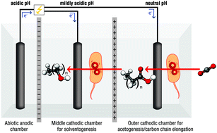 Microbial electrosynthesis system with dual biocathode arrangement for ...