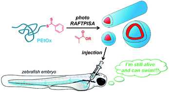 Straightforward access to biocompatible poly(2-oxazoline)-coated ...