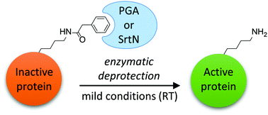 Expanding the genetic code with a lysine derivative bearing an ...