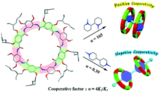 Strong positive allosteric cooperativity in ternary complexes based on ...