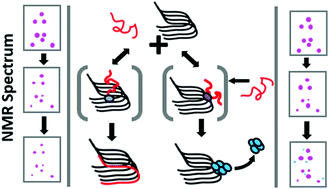 Probing transient non-native states in amyloid beta fiber elongation by ...